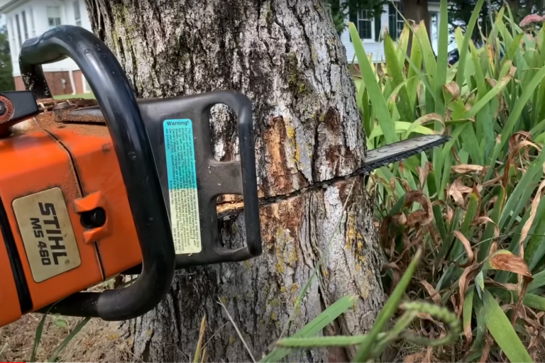 How to Cut Down a Tree: A Step-by-Step Guide • Better Lawns and Gardens