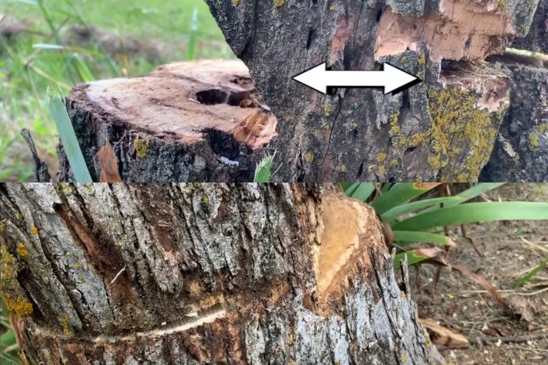 How to Cut Down a Tree: A Step-by-Step Guide • Better Lawns and Gardens