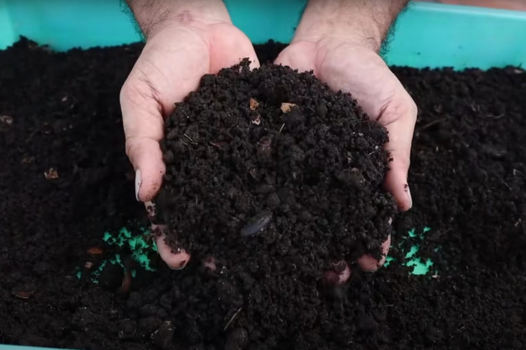 How To Make Compost at Home for Indoor Plants • Better Lawns and Gardens